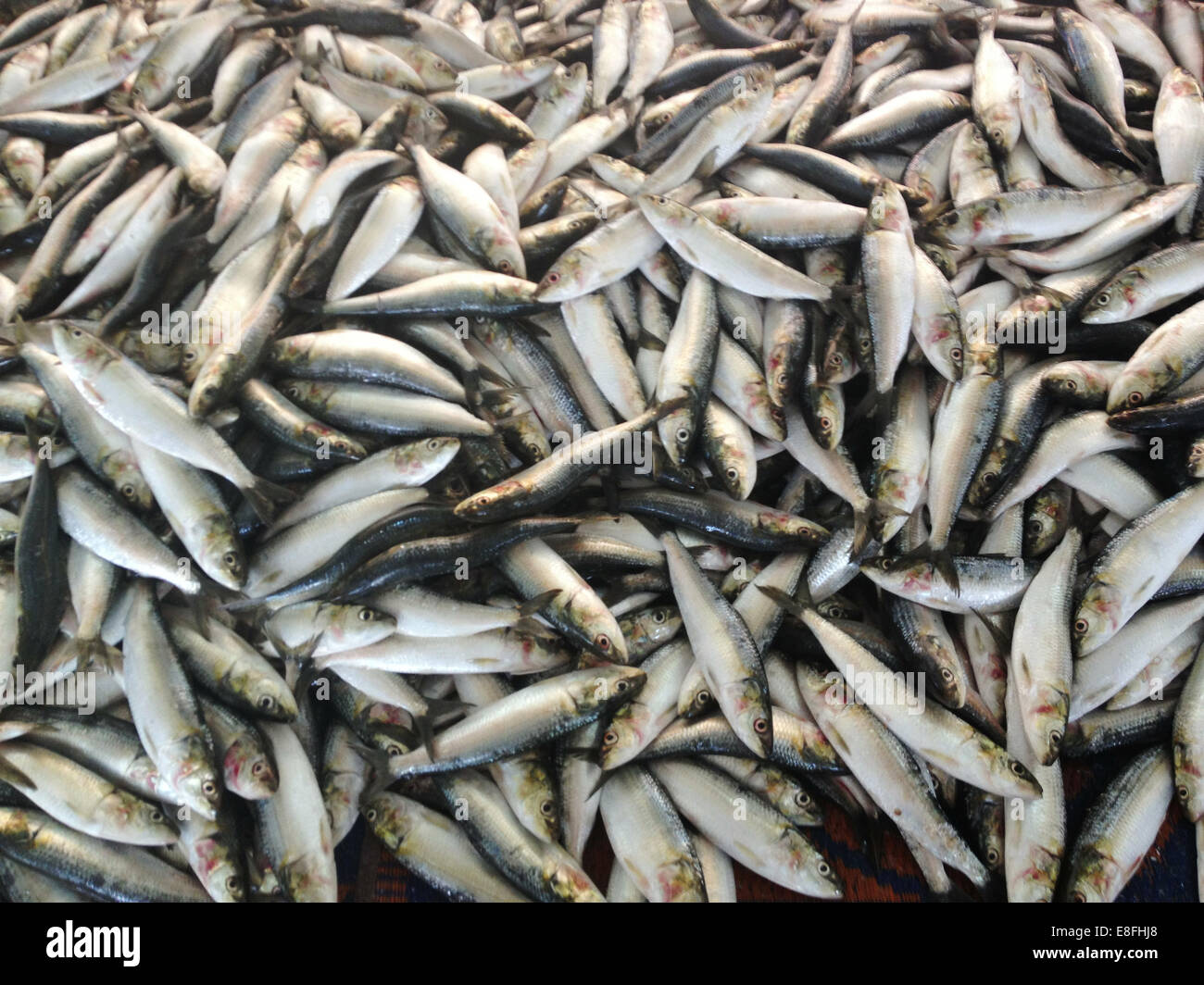 Oman, Muscat, Sardines for sale at market Stock Photo - Alamy