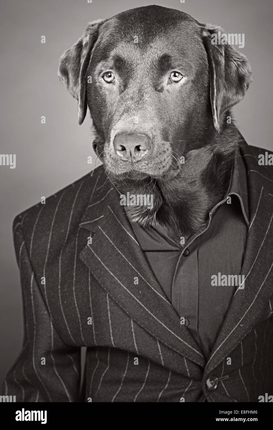 Cool Looking Chocolate Labrador in Pinstripe Suit Stock Photo - Alamy