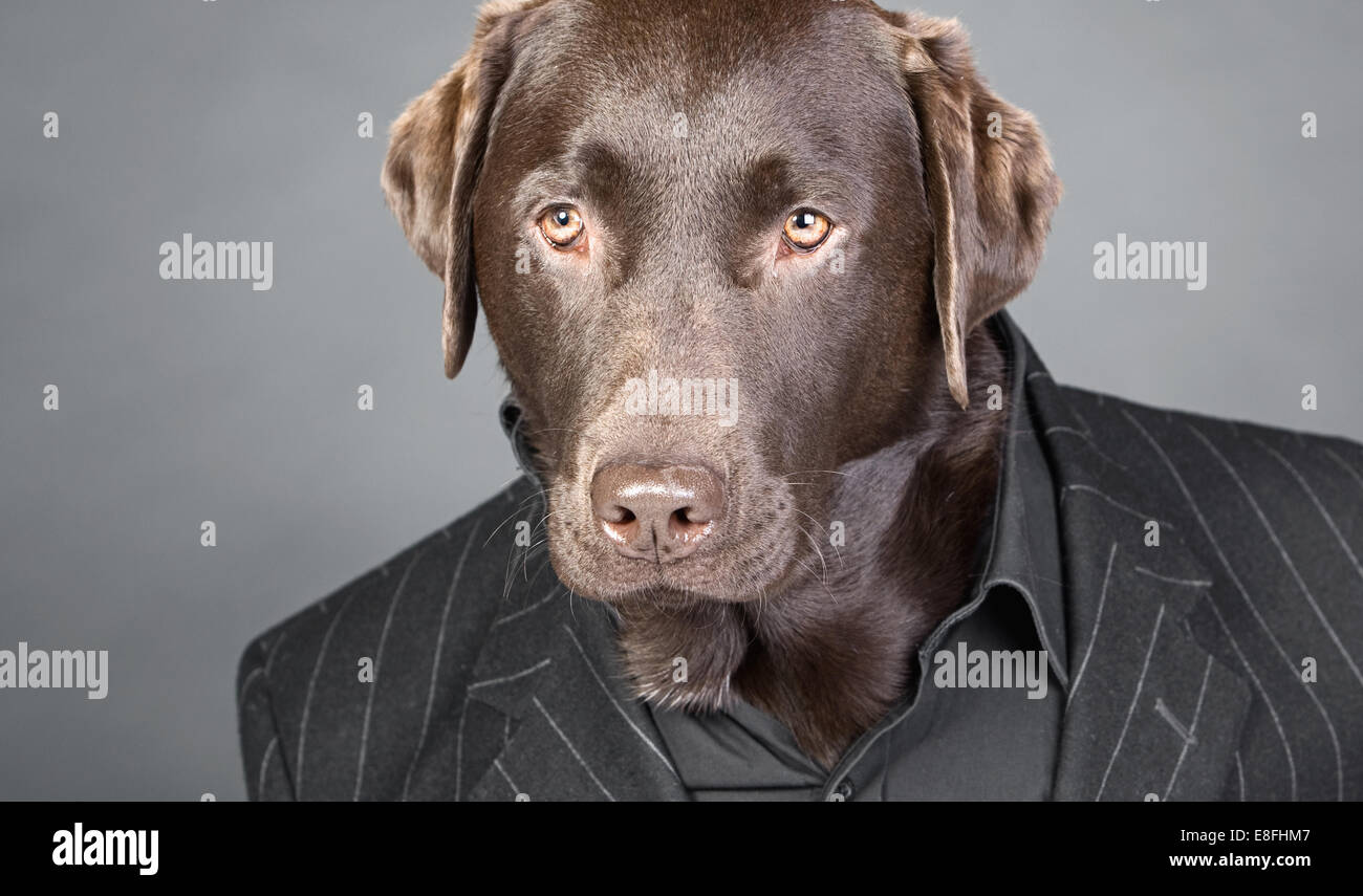 Cool Looking Chocolate Labrador in Pinstripe Suit Stock Photo - Alamy