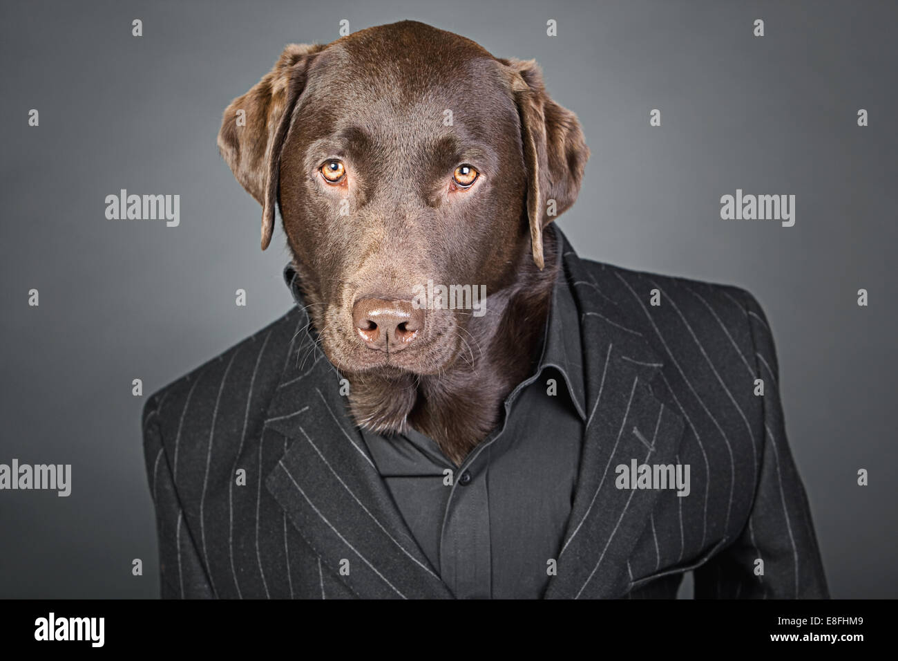 Cool Looking Chocolate Labrador in Pinstripe Suit Stock Photo - Alamy