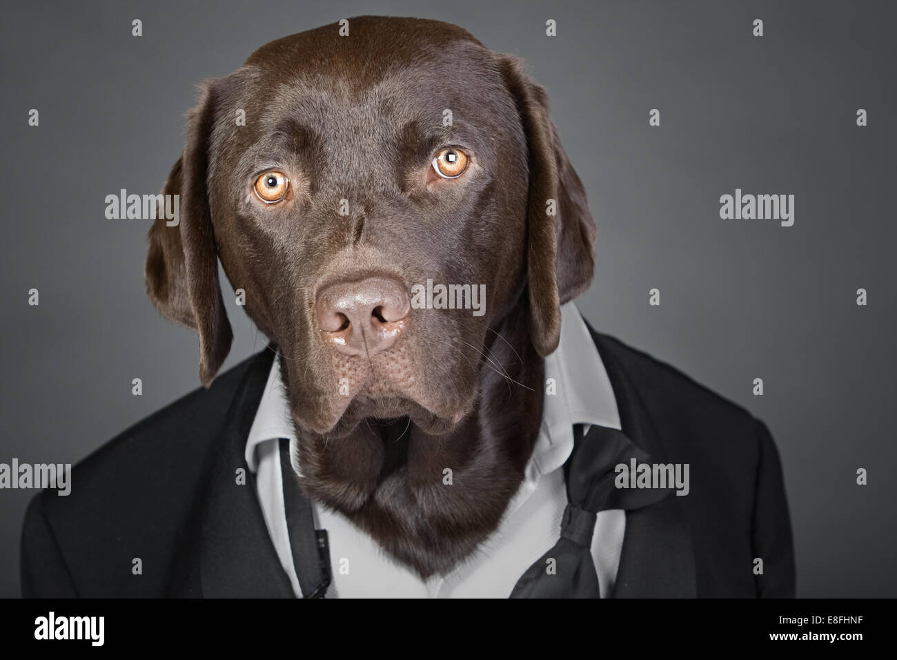 Cool Chocolate Labrador in Tuxedo against a Grey Background Stock Photo ...