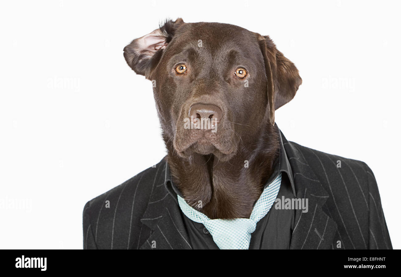 Isolated Shot of a Smart Chocolate Labrador in Pinstripe Jacket Stock ...