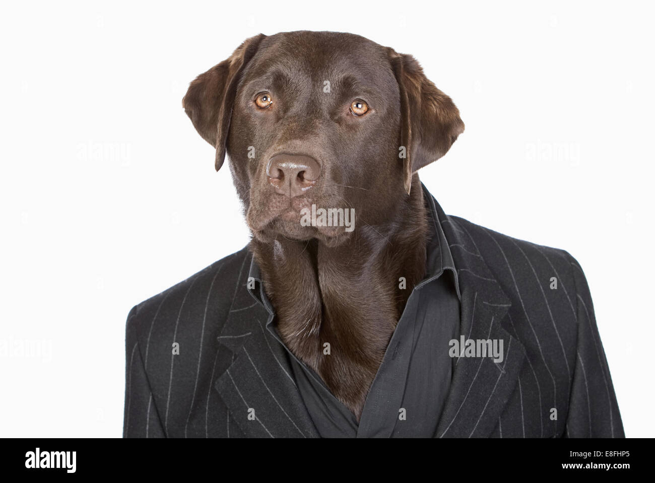 Isolated Shot of a Smart Chocolate Labrador in Pinstripe Jacket Stock ...