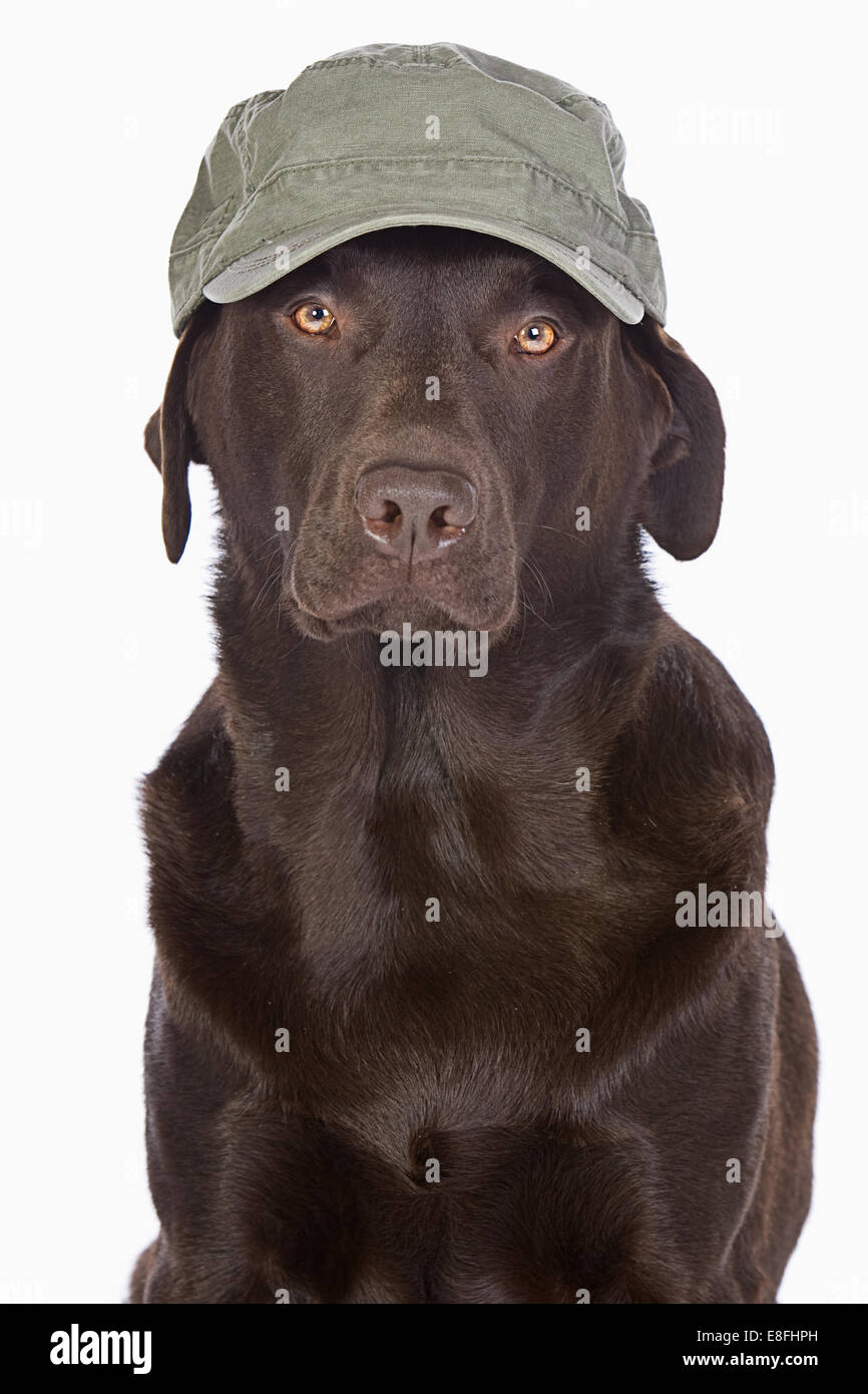 Handsome Labrador in Green Army Style Baseball Cap Stock Photo - Alamy