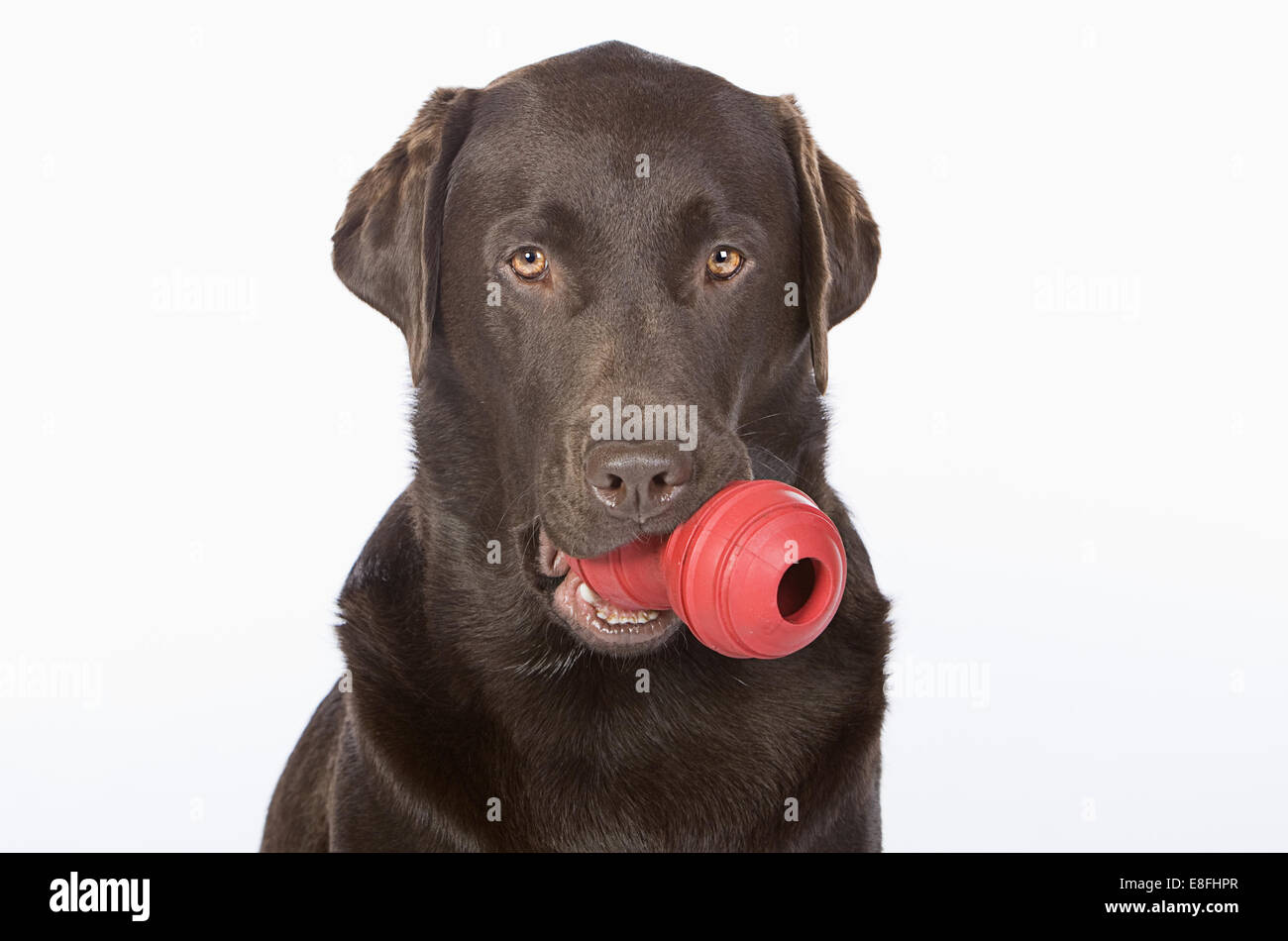Chewy toy hi-res stock photography and images - Alamy