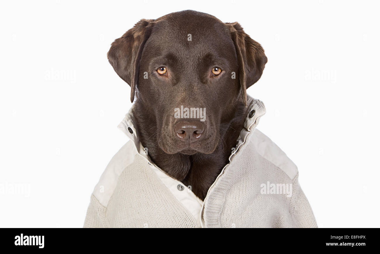 Handsome Chocolate Labrador in Trendy Cream Jumper against a White ...