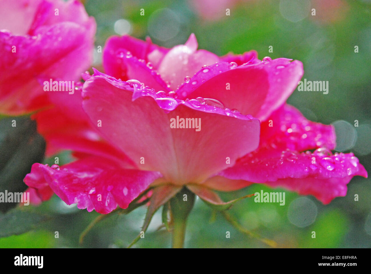 Raindrops on pink rose, Orlando, Orange County, Florida, USA Stock ...