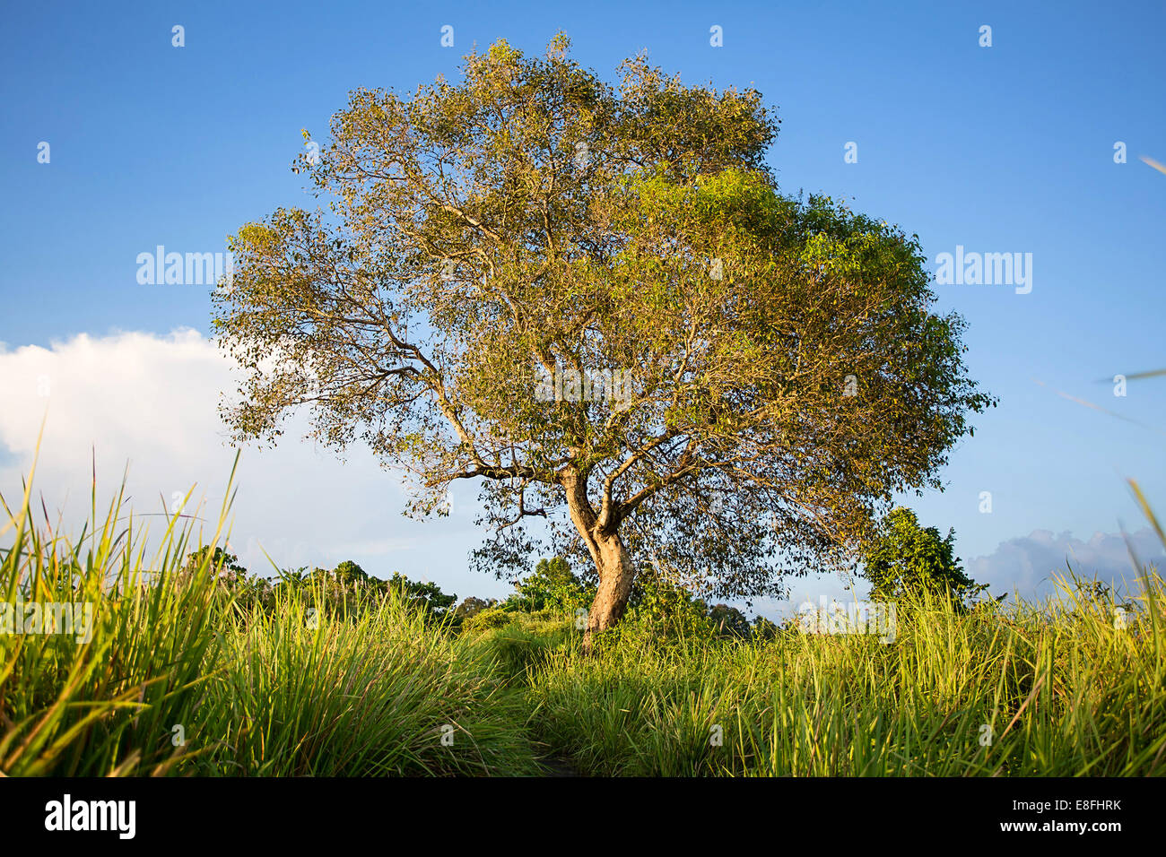Indonesia, Bali, Ubud, Tree Stock Photo - Alamy