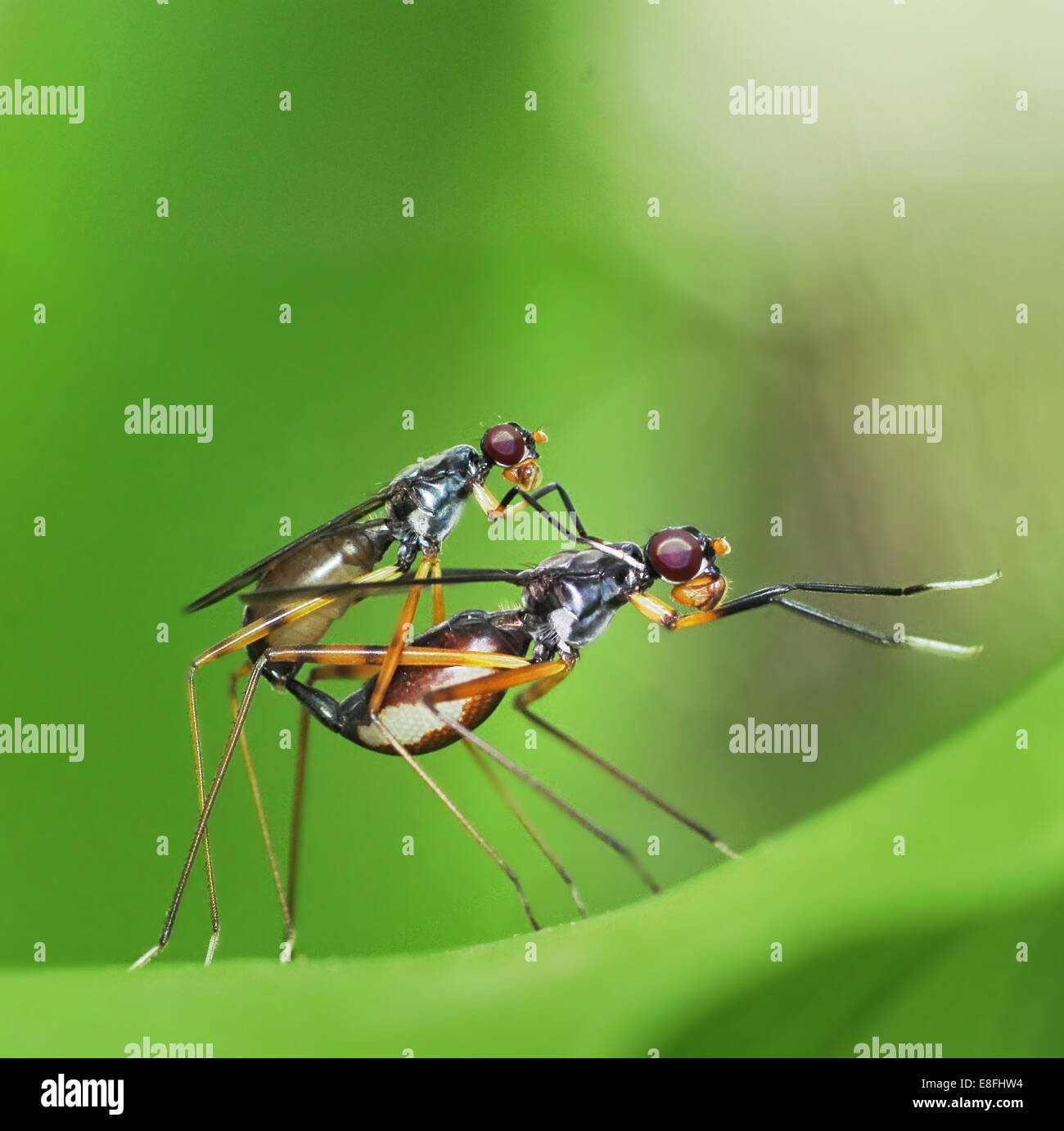 Male And Female Mating High Resolution Stock Photography and Images - Alamy
