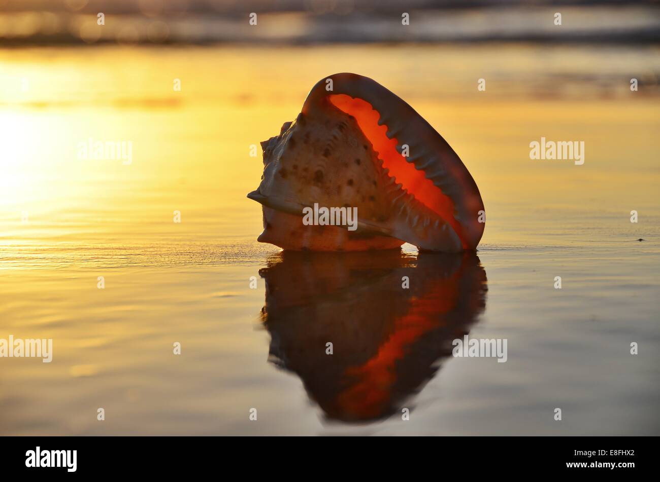 Seashell on the beach hi-res stock photography and images - Alamy