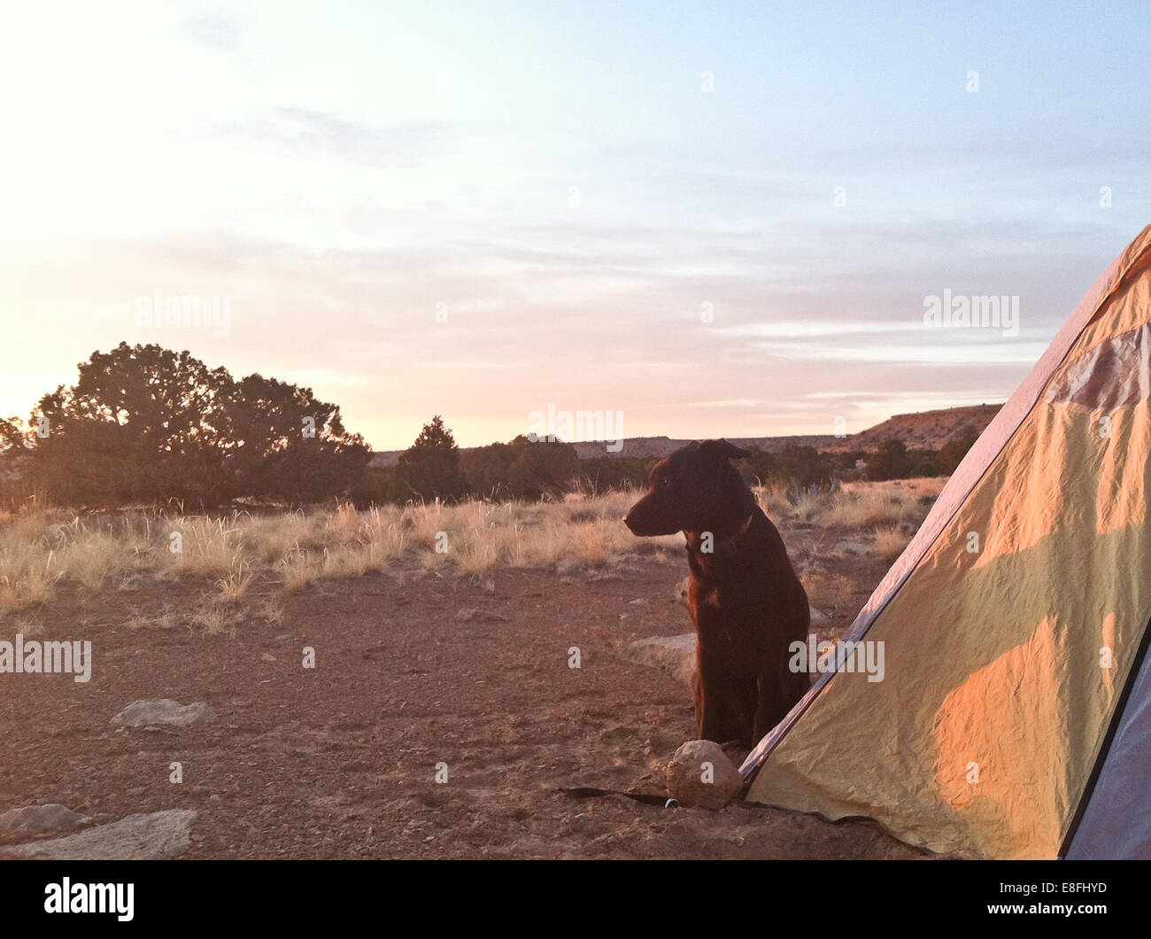 Dog sitting outside tent Stock Photo - Alamy