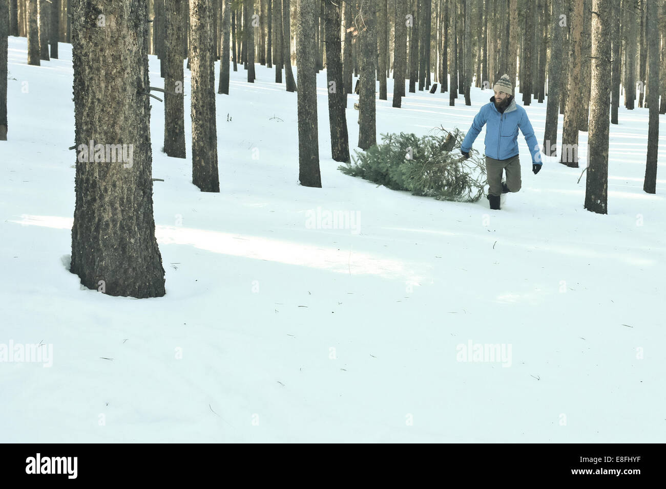 Man dragging a Christmas tree through the snow, USA Stock Photo - Alamy