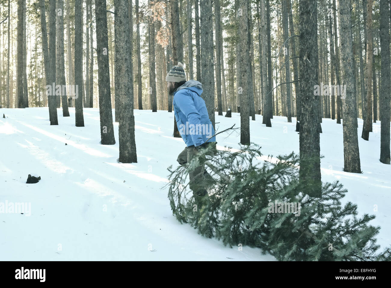 Man dragging a Christmas tree through the snow, USA Stock Photo - Alamy