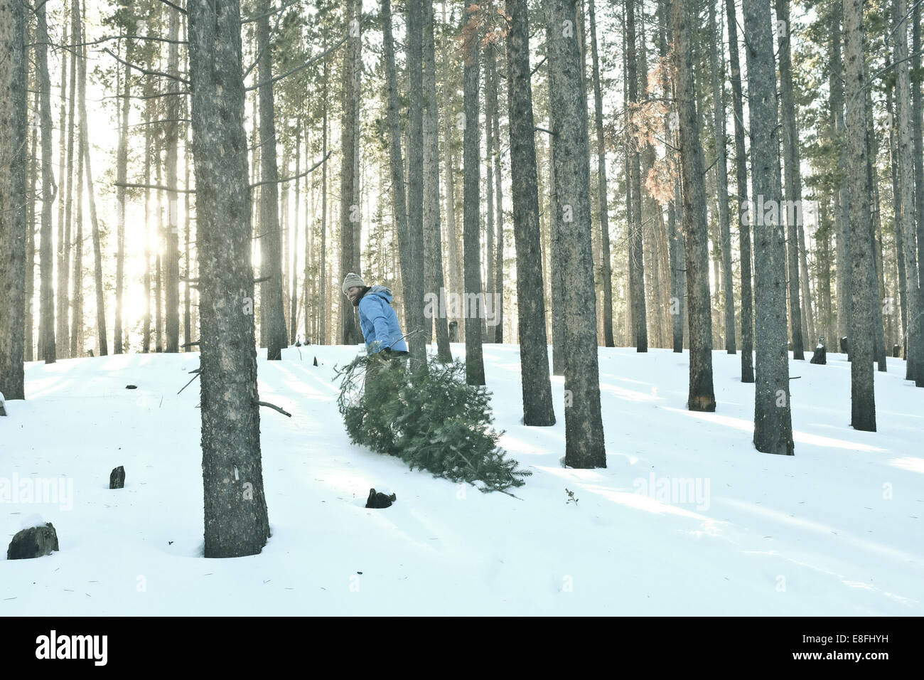 Man dragging a Christmas tree through the snow, USA Stock Photo - Alamy