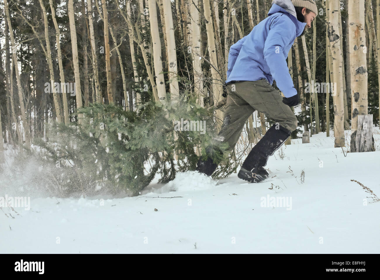 Man dragging a Christmas tree through the snow, USA Stock Photo - Alamy
