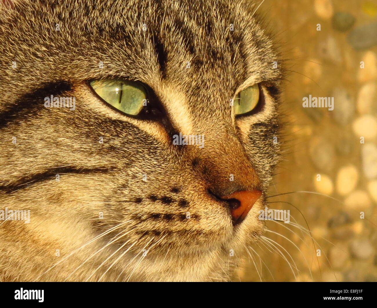 Croatia portrait hi-res stock photography and images - Alamy