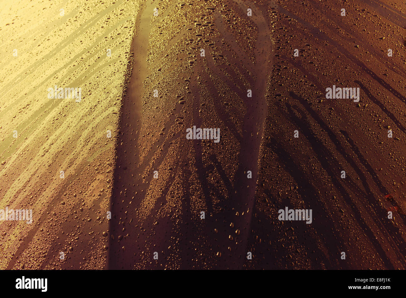 Water bonnet hi-res stock photography and images - Alamy