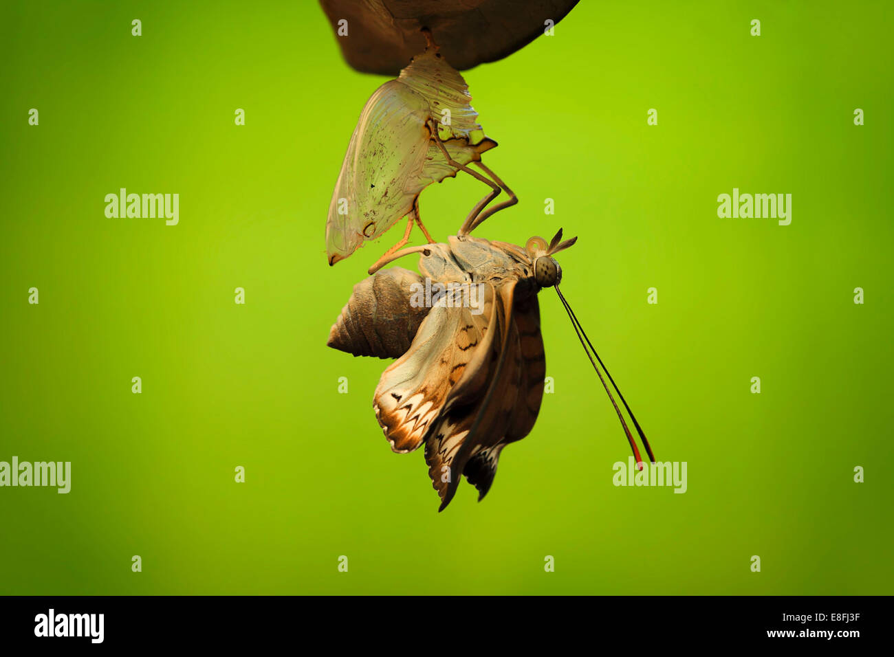 Metamorphosis in nature hi-res stock photography and images - Alamy