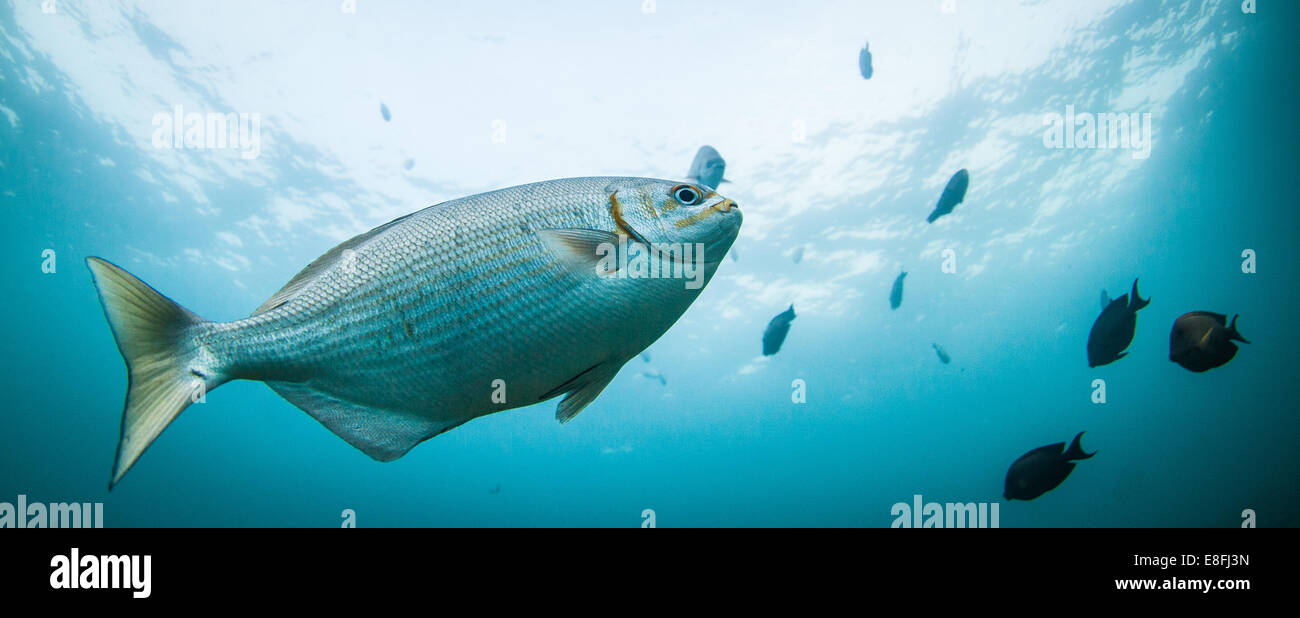 Side Fish High Resolution Stock Photography and Images - Alamy