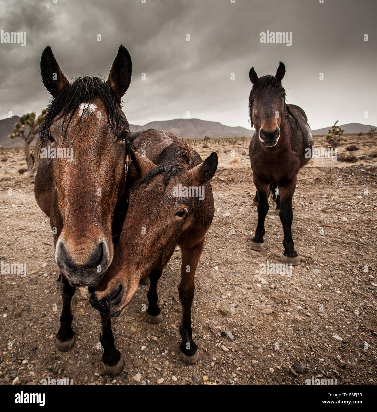Brown Horse Standing High Resolution Stock Photography and Images - Alamy