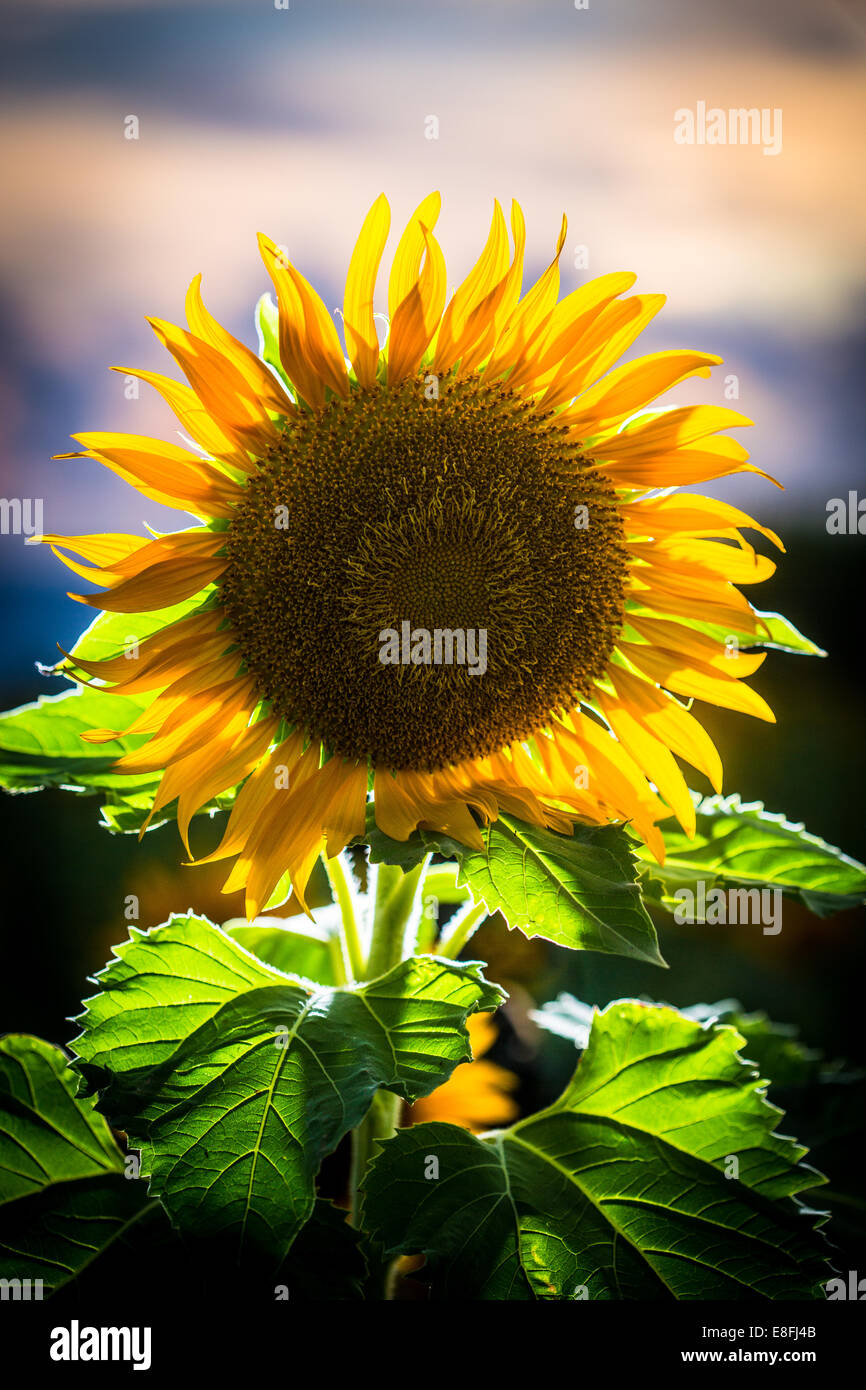 Rural Sunflower Field High Resolution Stock Photography and Images - Alamy