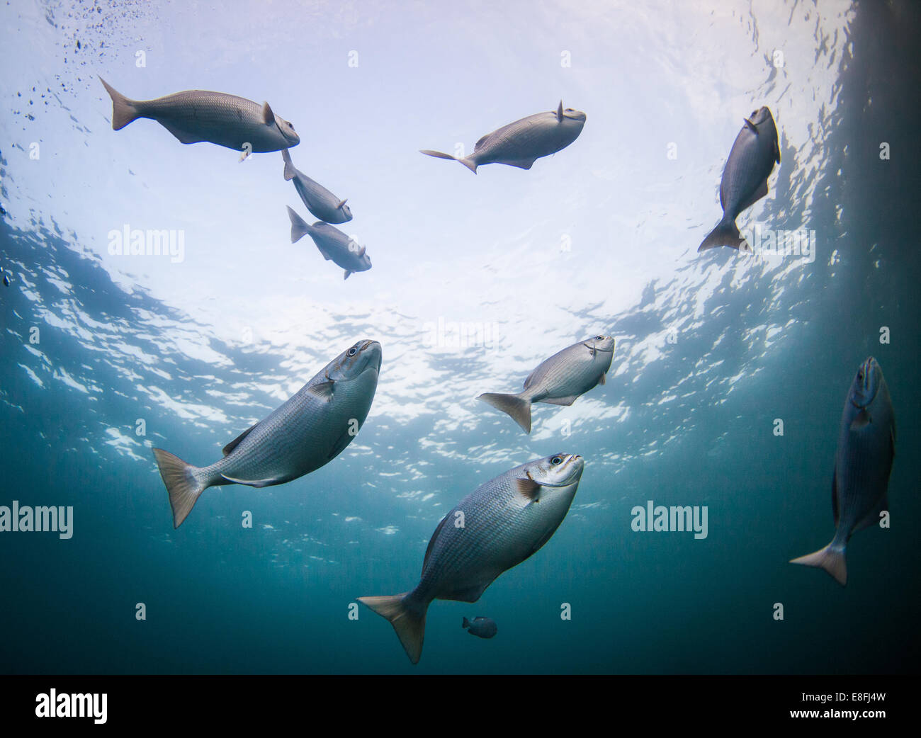 School Of Fish Stock Photos & School Of Fish Stock Images - Alamy