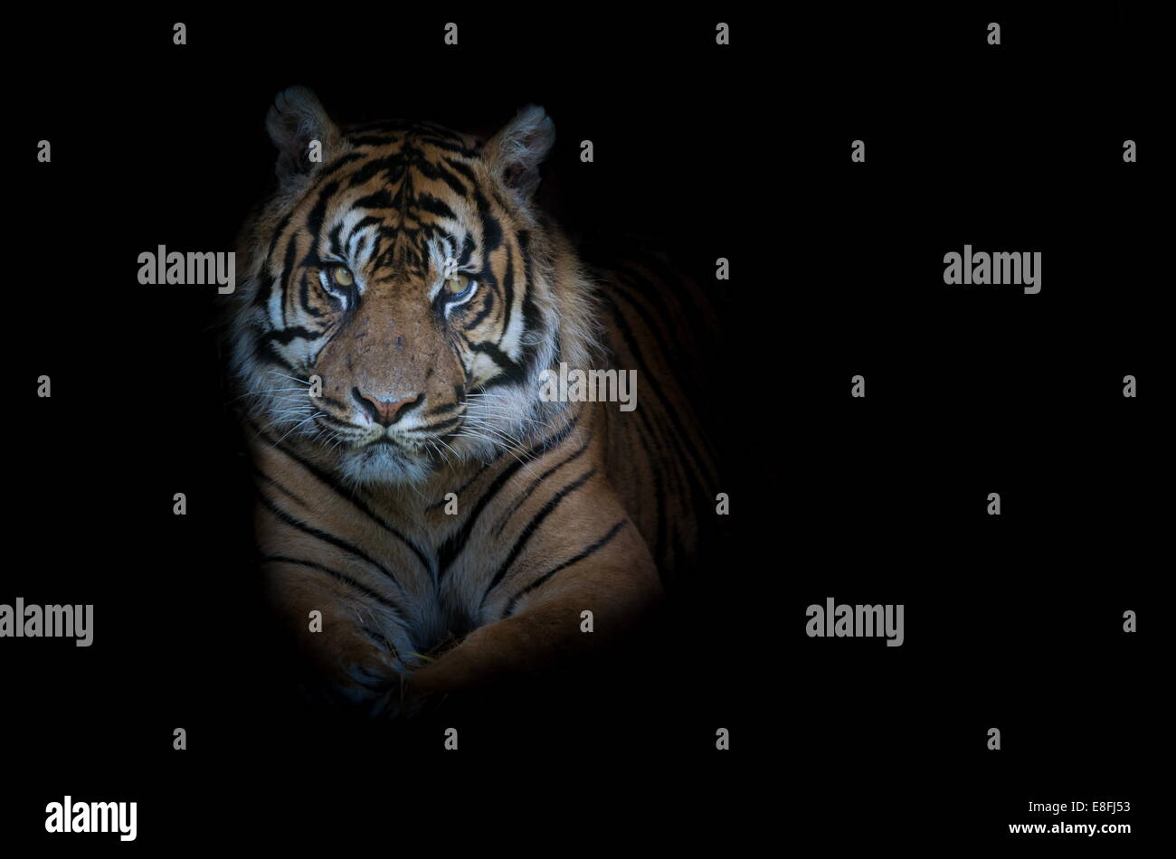 Sumatra Tiger out from the Dark Stock Photo - Alamy