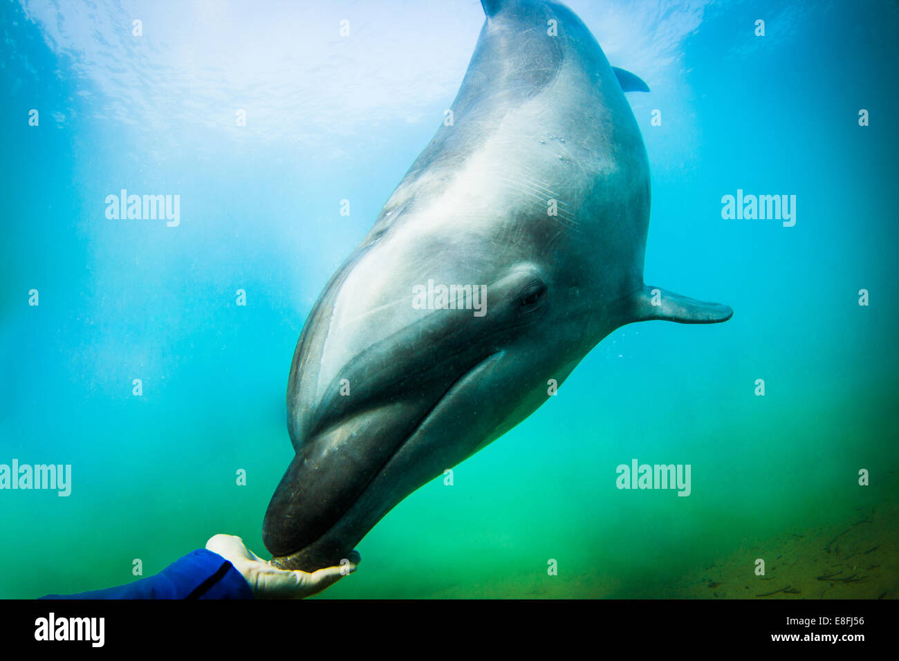 Philippines Underwater Not Snorkel High Resolution Stock Photography ...