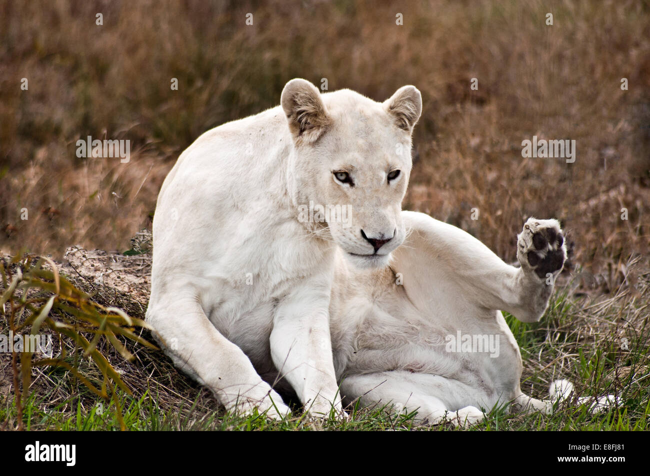 White Lioness And Lion