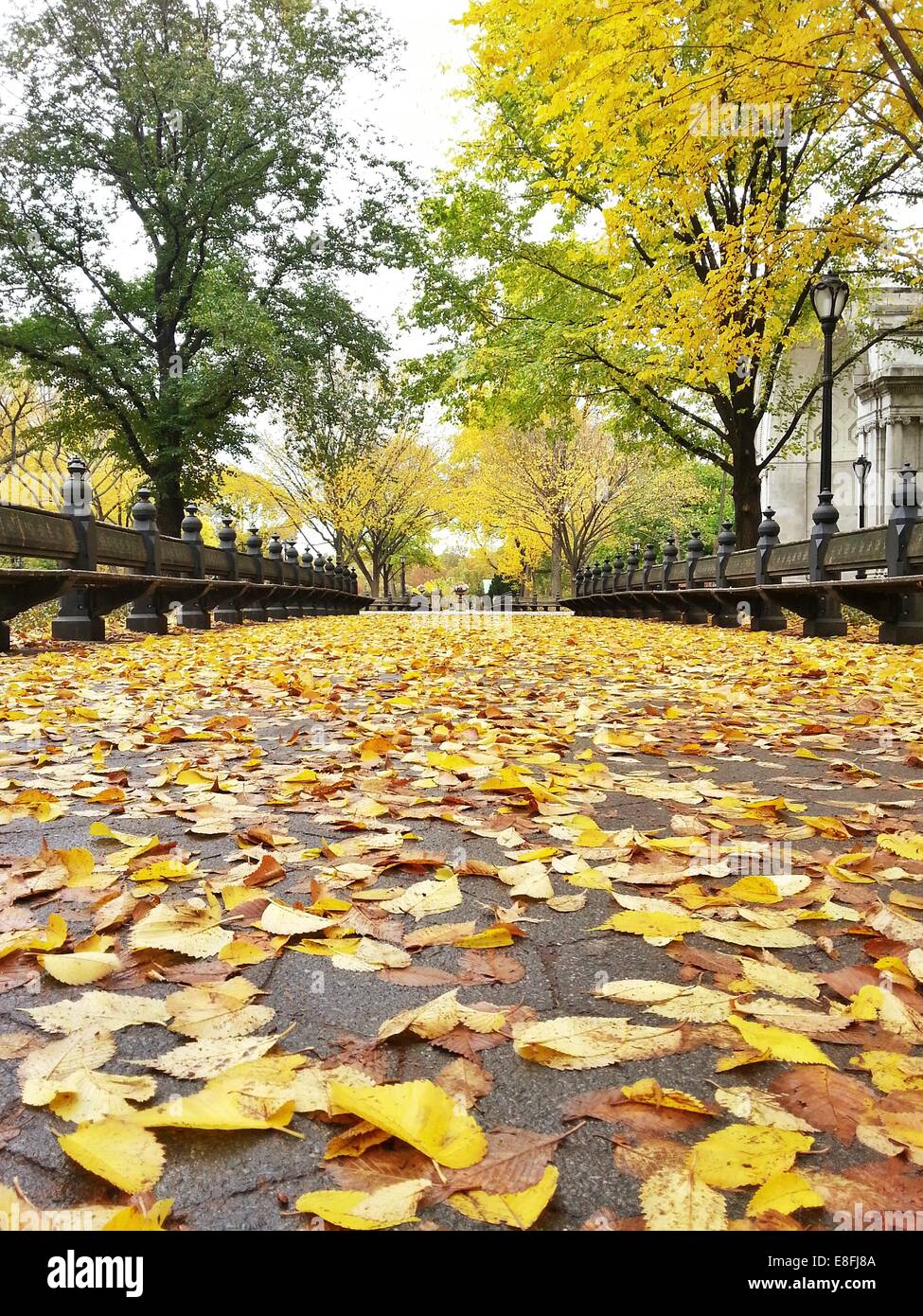 Central Park in autumn, Manhattan, New York, United States Stock Photo ...