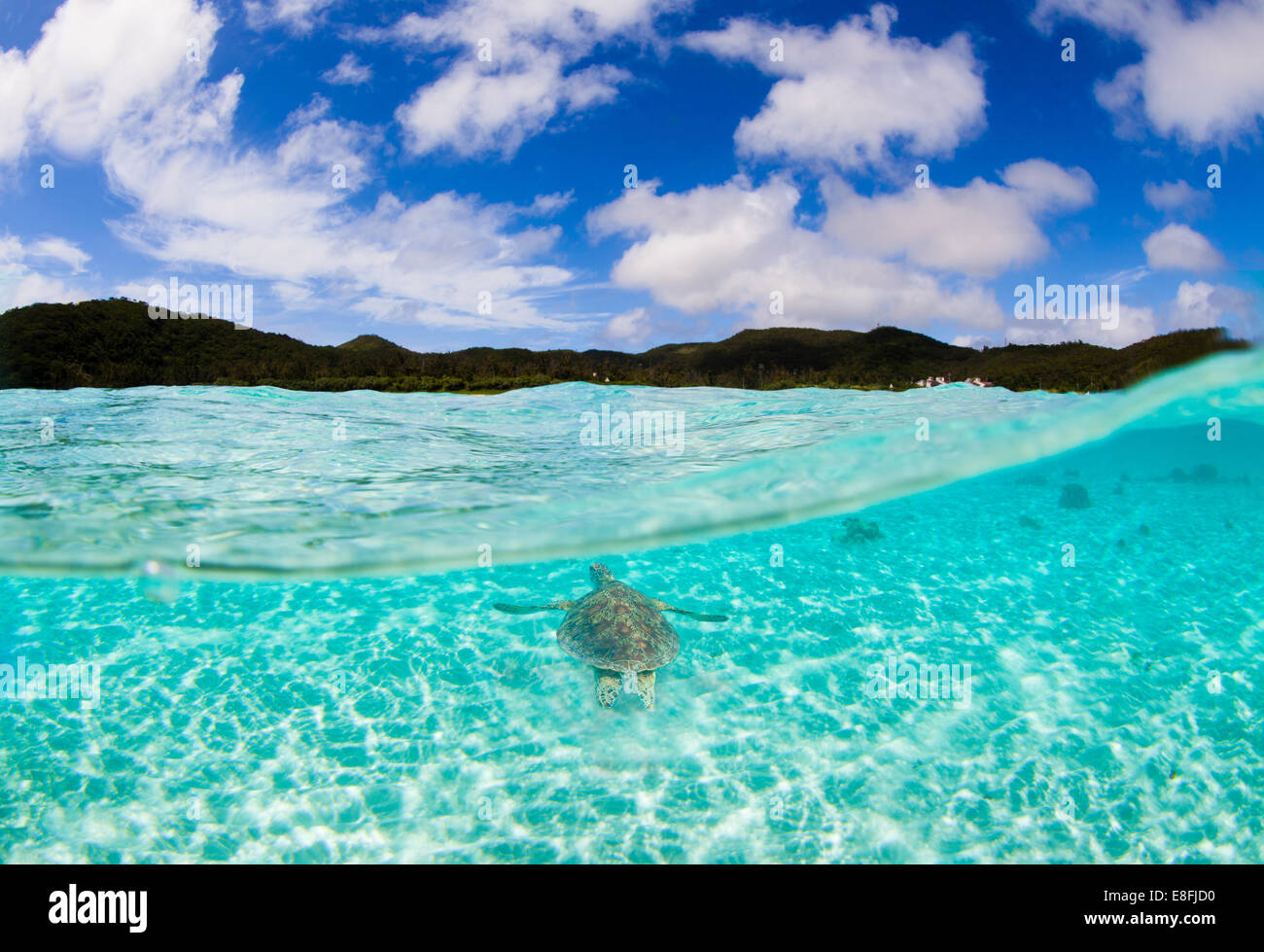 Japan Wildlife High Resolution Stock Photography and Images - Alamy