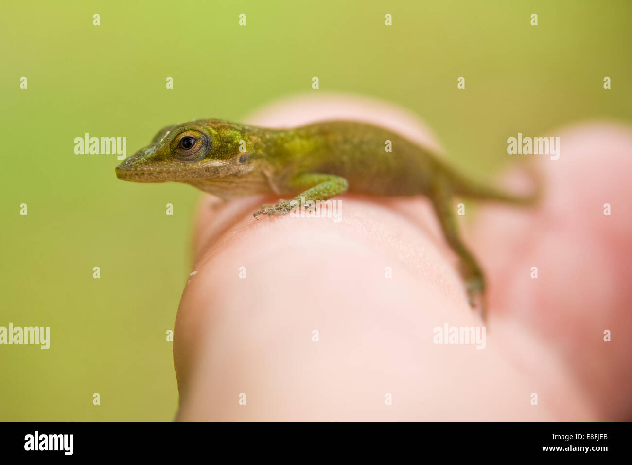 Small Gecko High Resolution Stock Photography and Images - Alamy