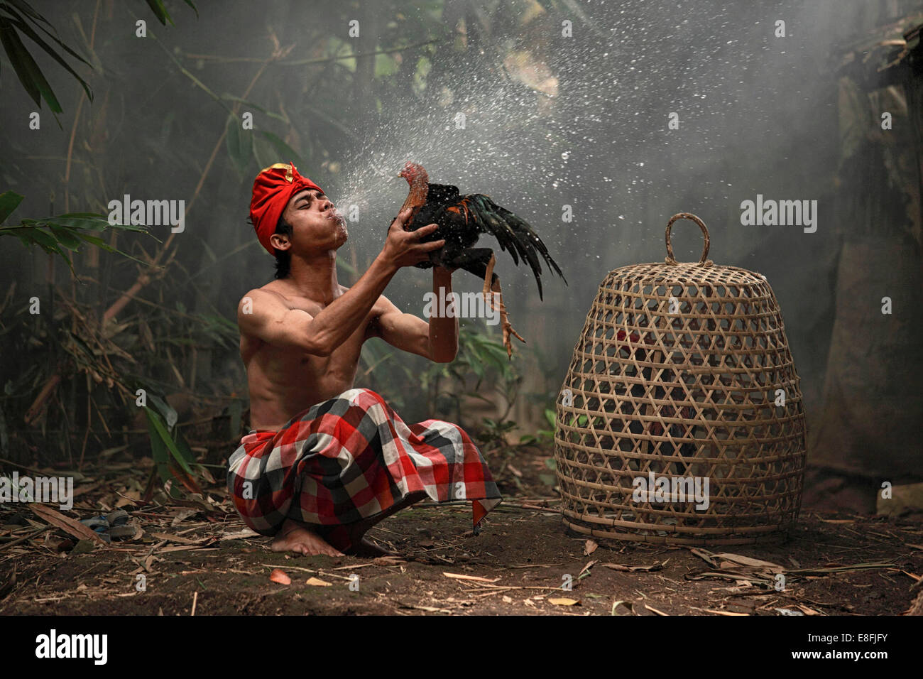 Indonesia, Jember, Man spraying chicken for chickens fight Stock Photo ...