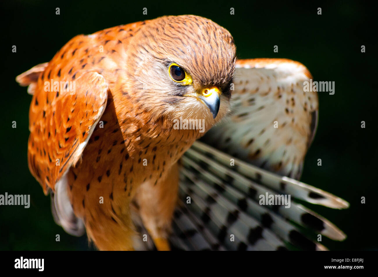 Kestrel bird hi-res stock photography and images - Alamy