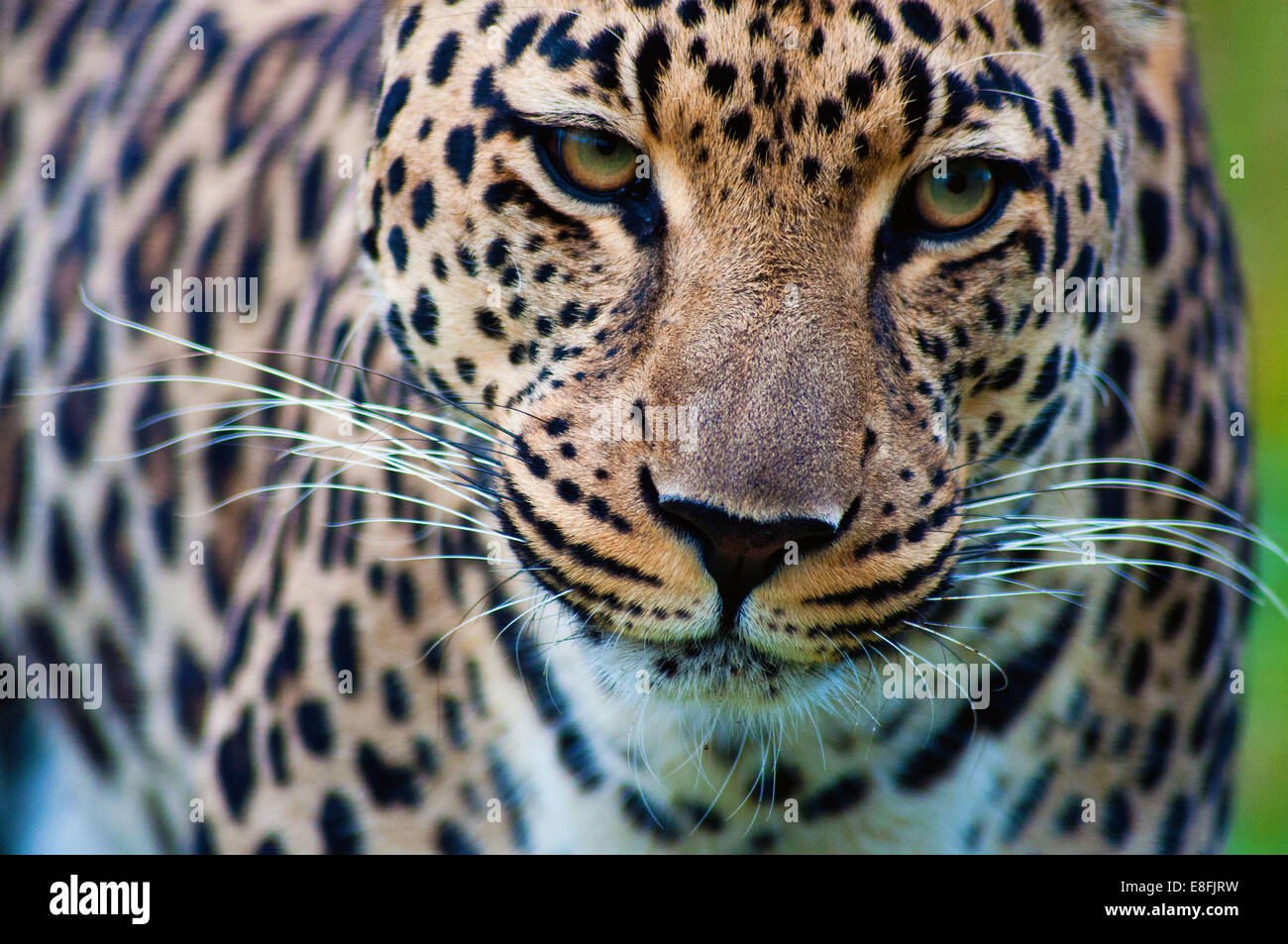 Leopard head africa hi-res stock photography and images - Alamy