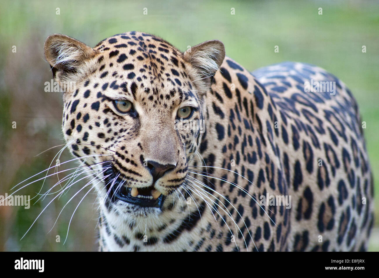 Portrait of a leopard hi-res stock photography and images - Alamy