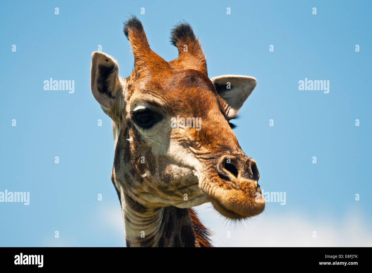 Giraffe Face Photography