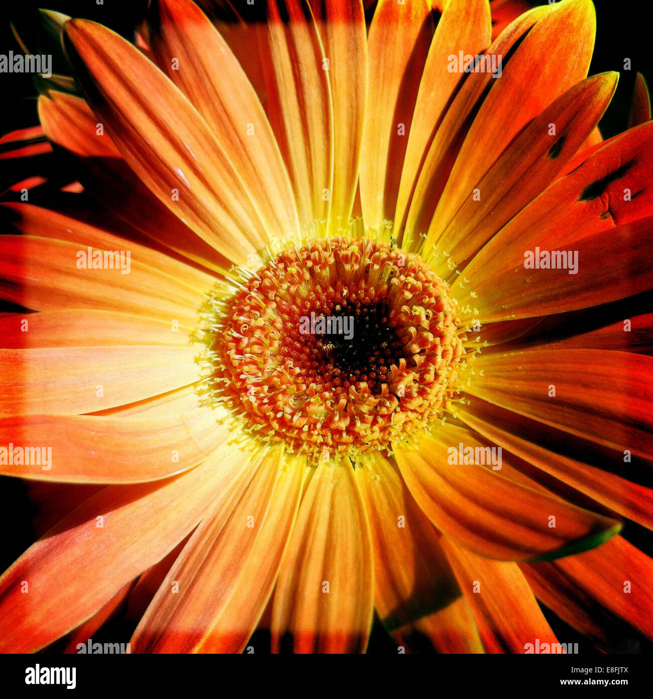 Orange gerbera head hi-res stock photography and images - Alamy