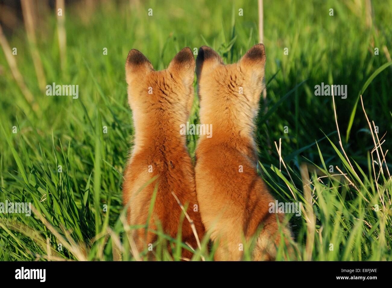 Two fox cubs sitting side by side, Canada Stock Photo - Alamy