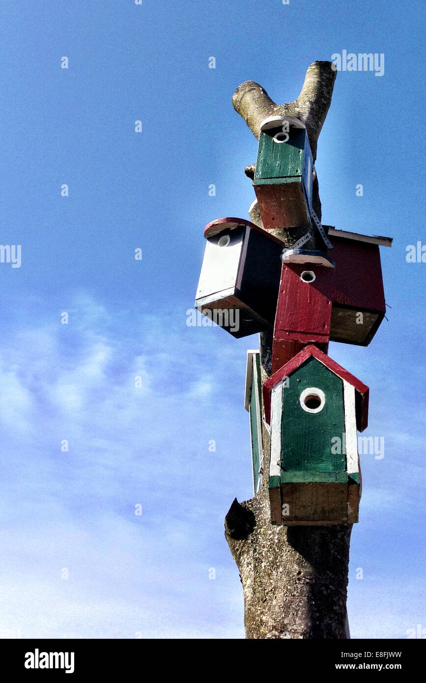 Bird boxes on tree, Denmark Stock Photo - Alamy
