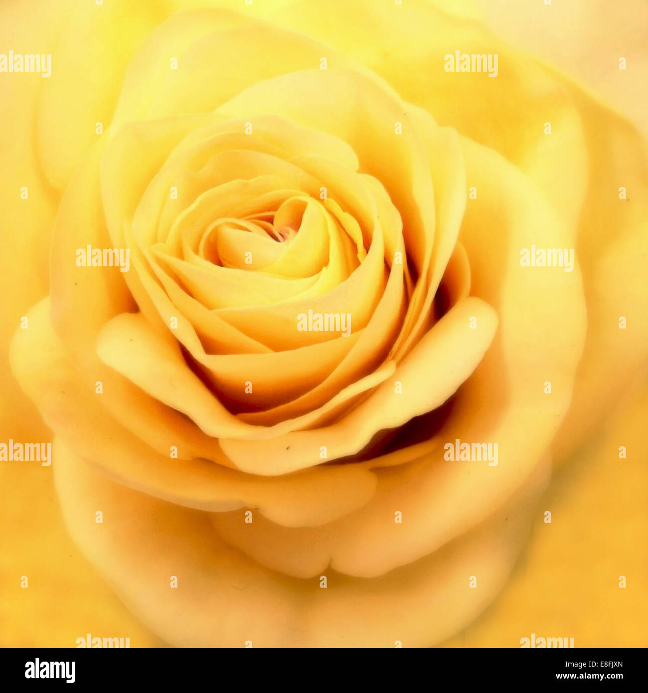 Yellow rose frame hi-res stock photography and images - Alamy