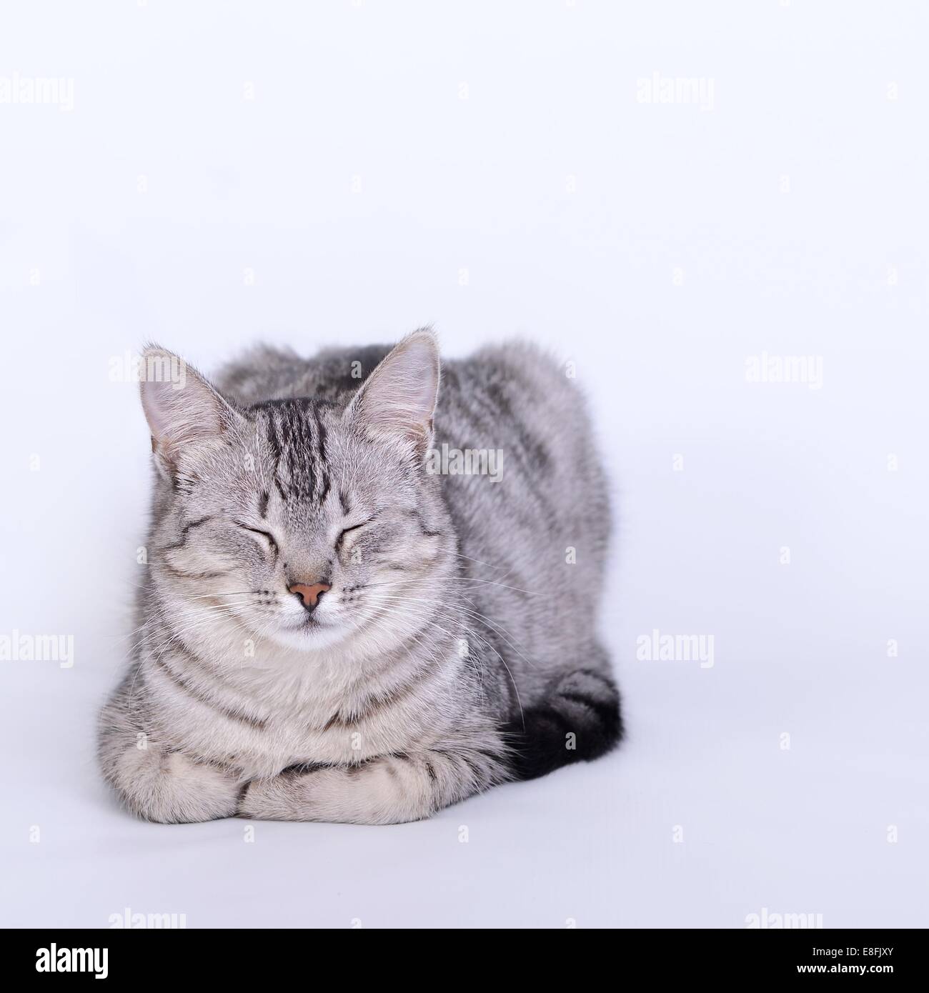Sleeping cat studio hi-res stock photography and images - Alamy