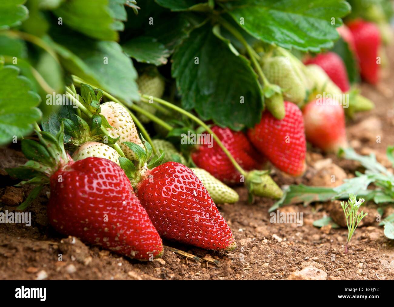 Close-up of strawberry plants Stock Photo - Alamy