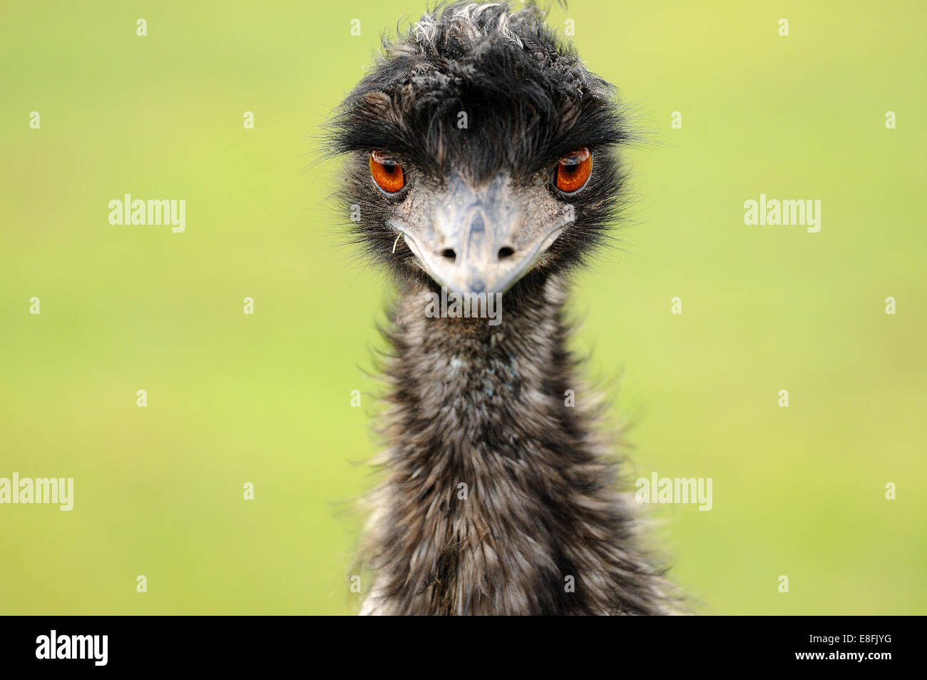 Emu staring straight at the camera Stock Photo - Alamy