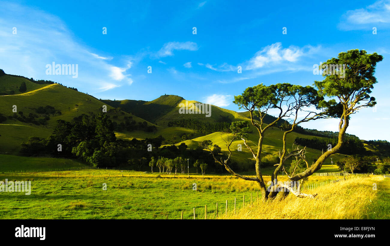 New Zealand, Wairarapa, Countryside landscape Stock Photo - Alamy