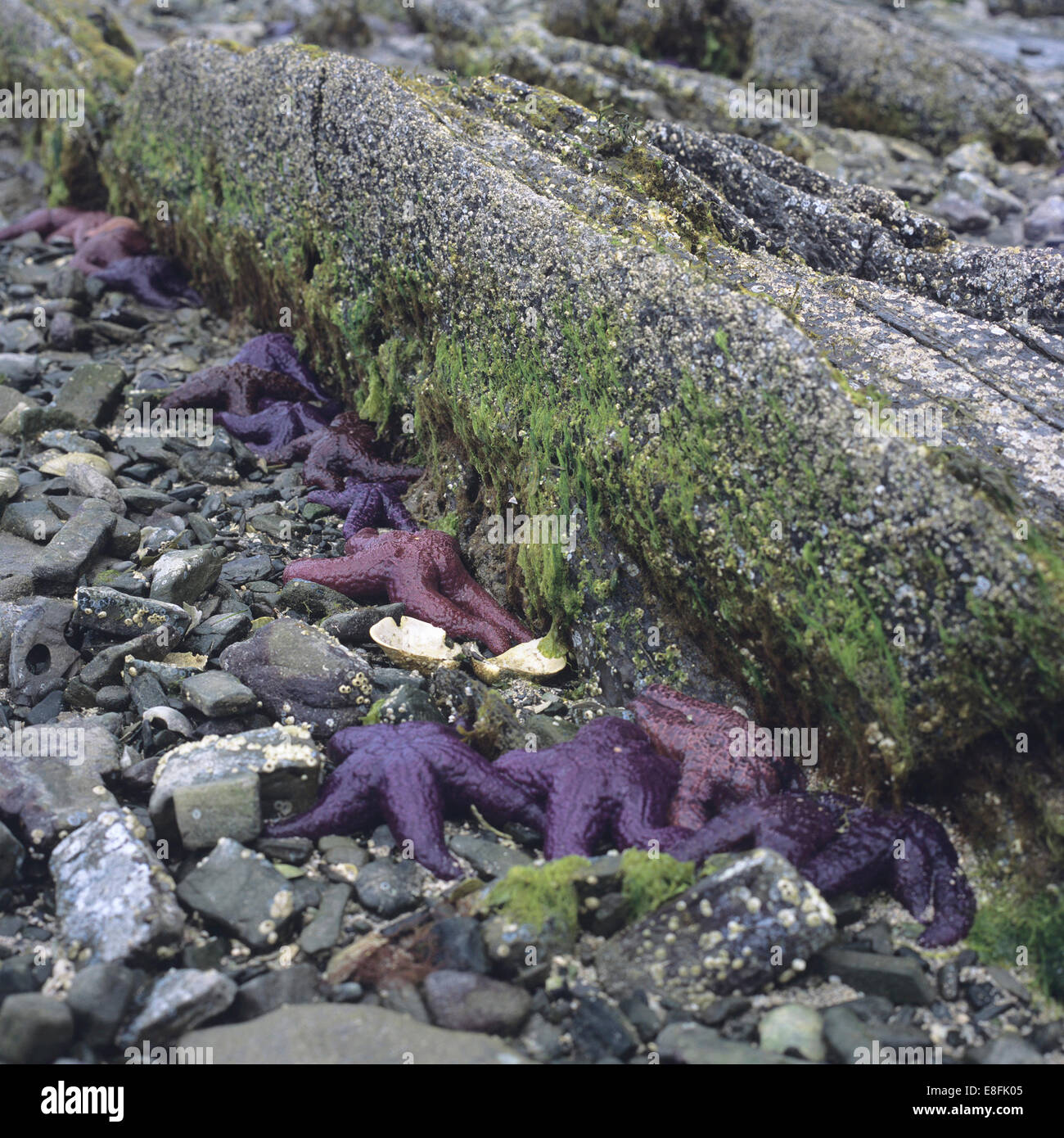 Salt spring hi-res stock photography and images - Alamy