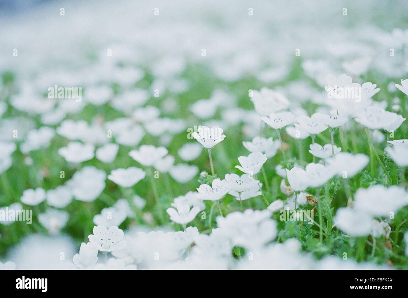 Field Of White Flowers Stock Photo - Alamy