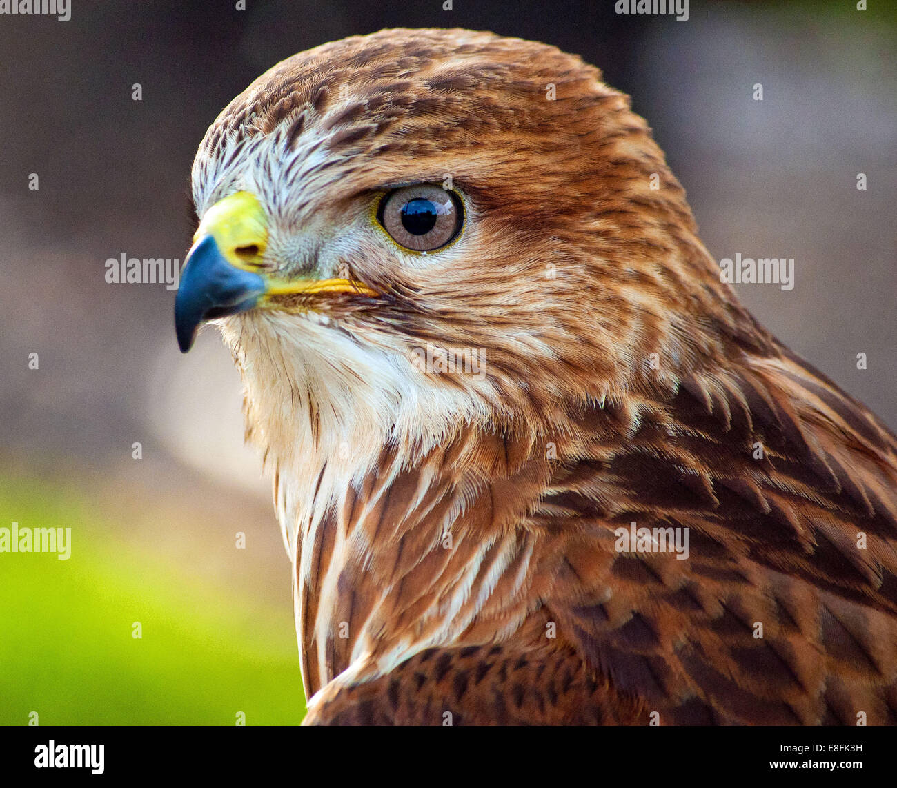 Buzzard hi-res stock photography and images - Alamy