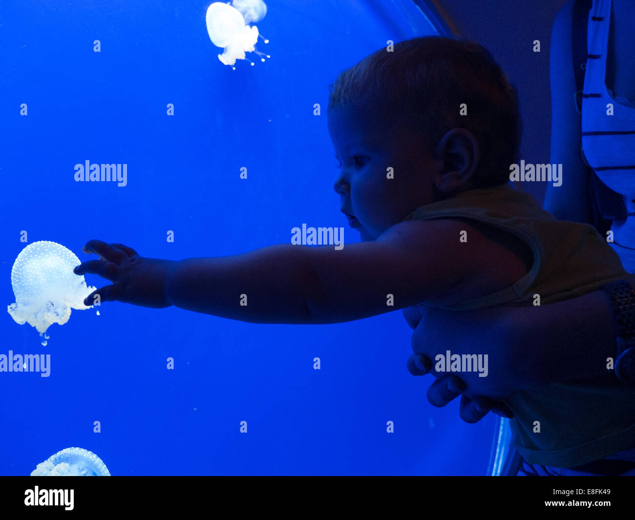 Real Jellyfish High Resolution Stock Photography and Images - Alamy