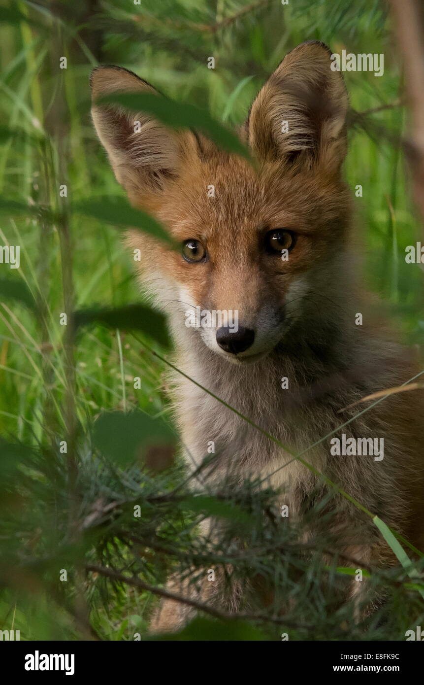 Swedish Red Fox Cub Stock Photo - Alamy